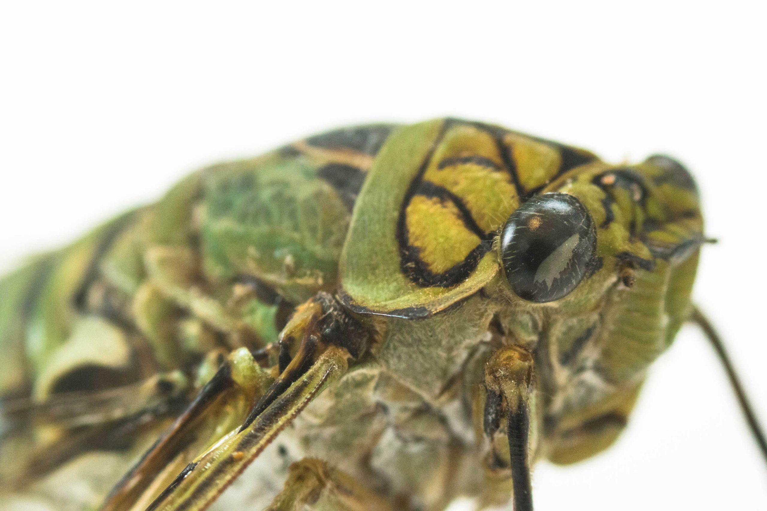 La Cigarra el insecto cantador - Roger Velazquez