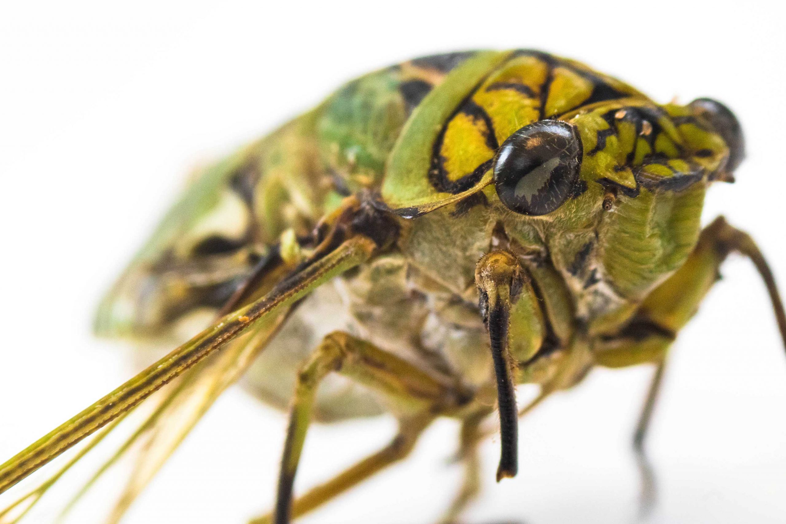 La Cigarra el insecto cantador - Roger Velazquez